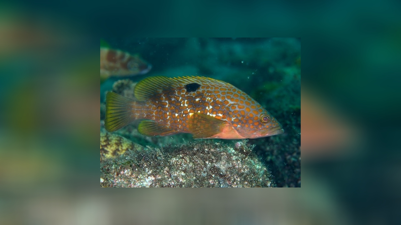 Epinephelus akaara Hong Kong grouper, Garrupa