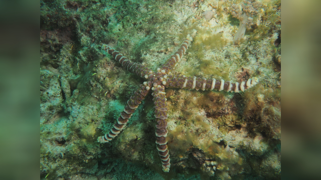 Echinaster callosus banded bubble star, Warty sea star, Lumpy sea star