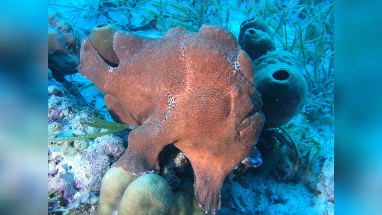 Commersons Frogfish