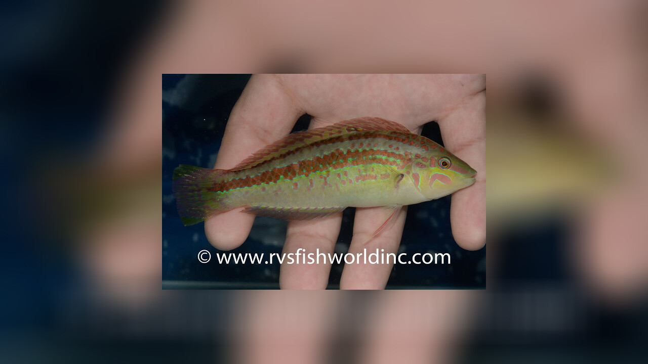 Halichoeres bicolor Earmuff wrasse, Pearly-spotted wrasse, Brown Stripe ...