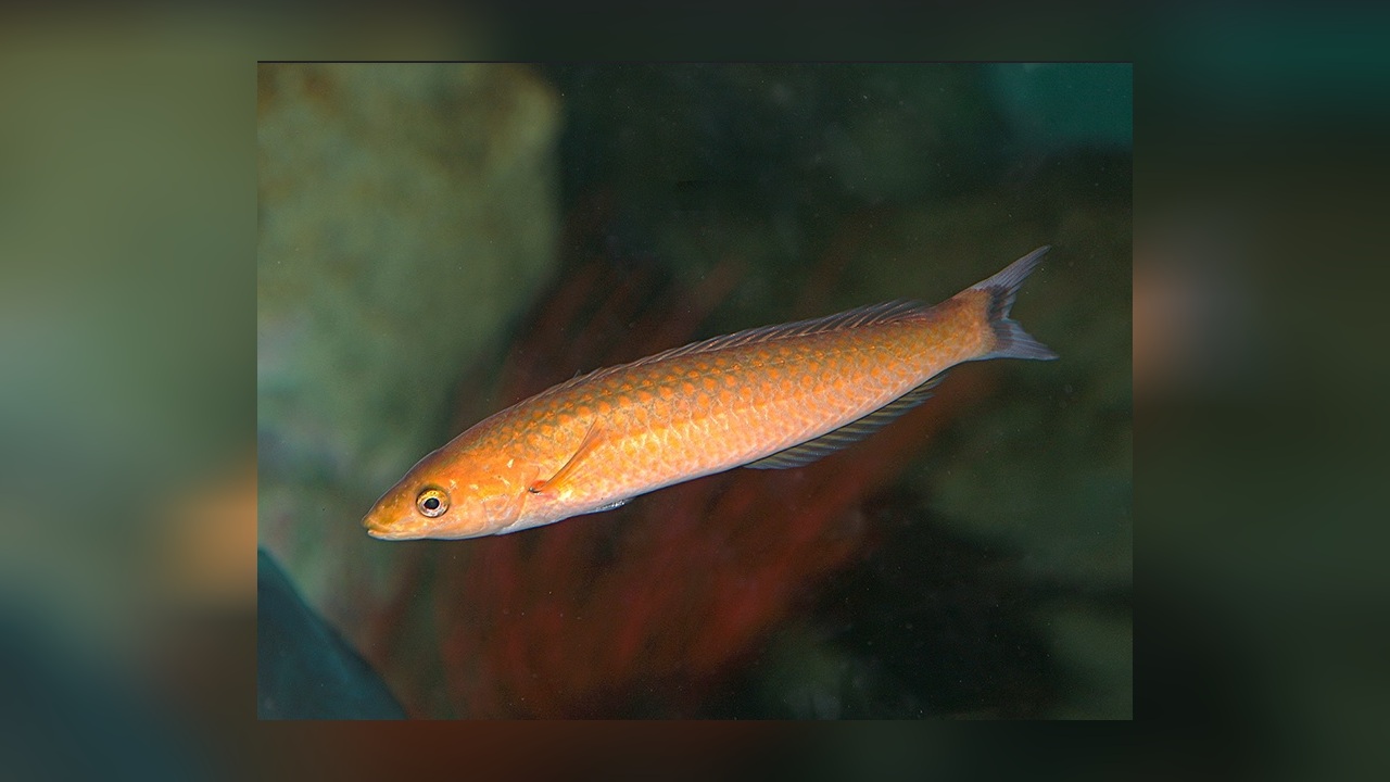 Oxyjulis californica Senorita