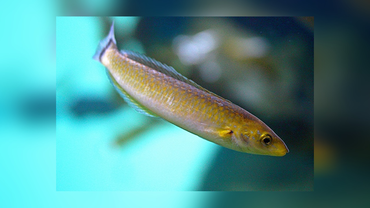 Oxyjulis californica Senorita