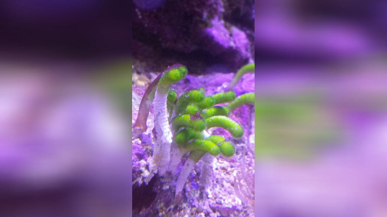 Neomeris annulata Grünalge