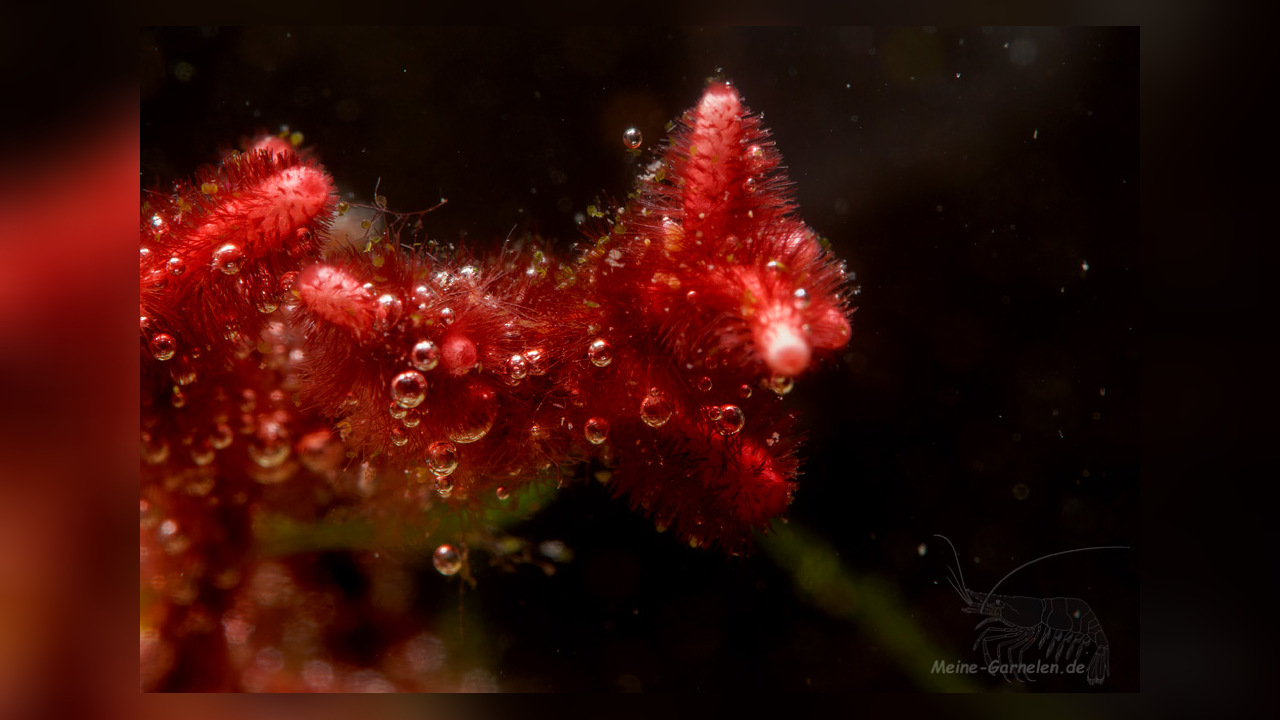 Galaxaura rugosa Red algae, Red seaweed