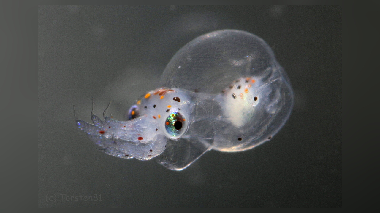 Wunderpus photogenicus Wunderpus