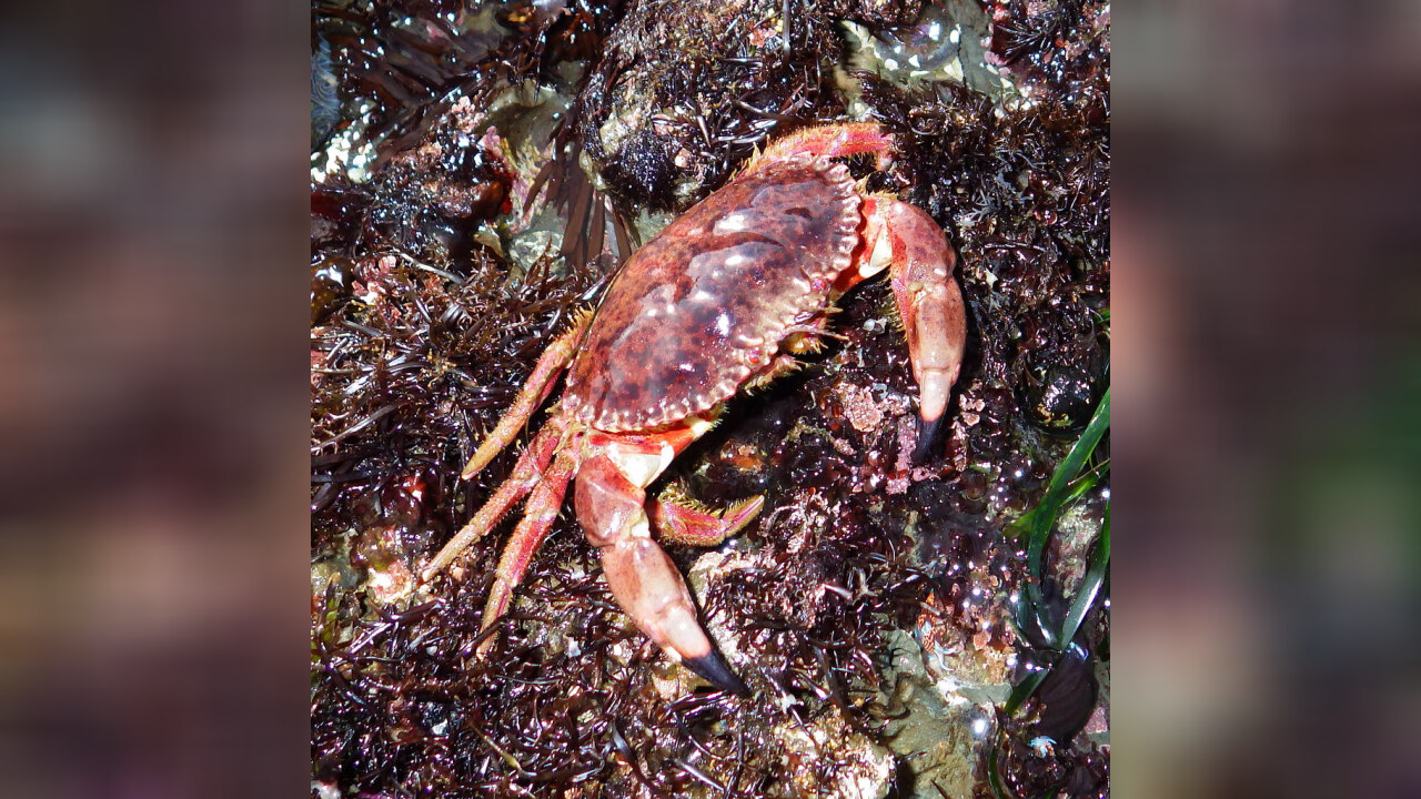 Cancer productus Red Rock Crab