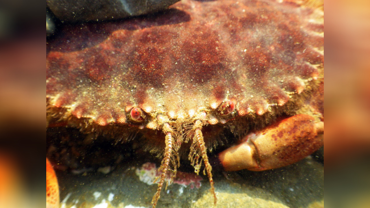 Cancer productus Red Rock Crab