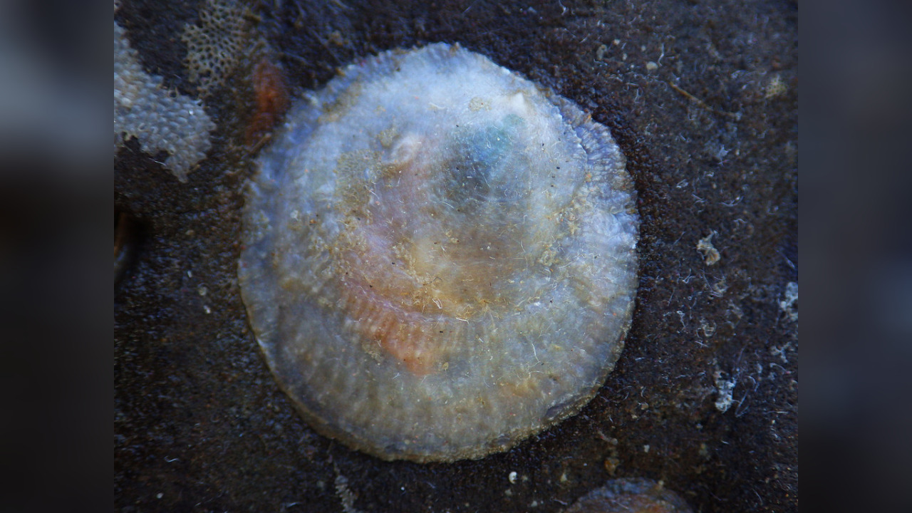 Pododesmus macrochisma Alaska Jingle Shell