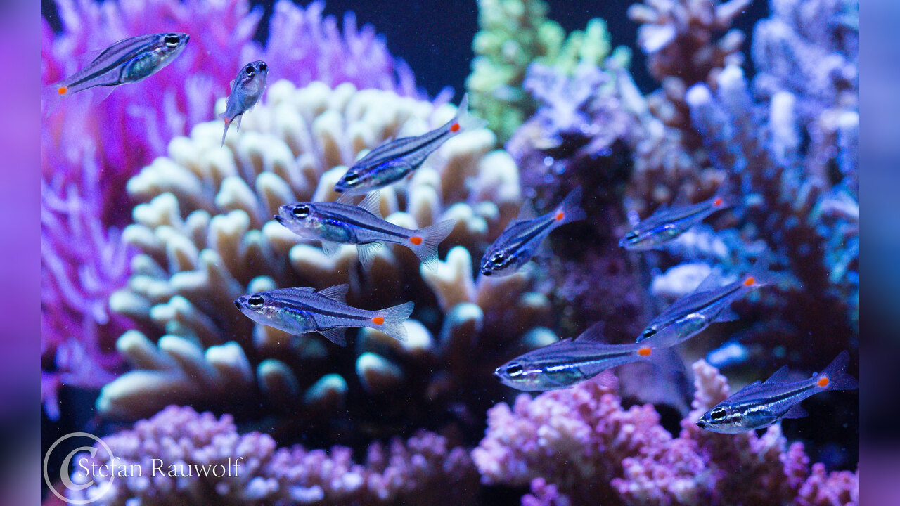 Ostorhinchus parvulus Red spotted cardinalfish, Red-spot Cardinalfish