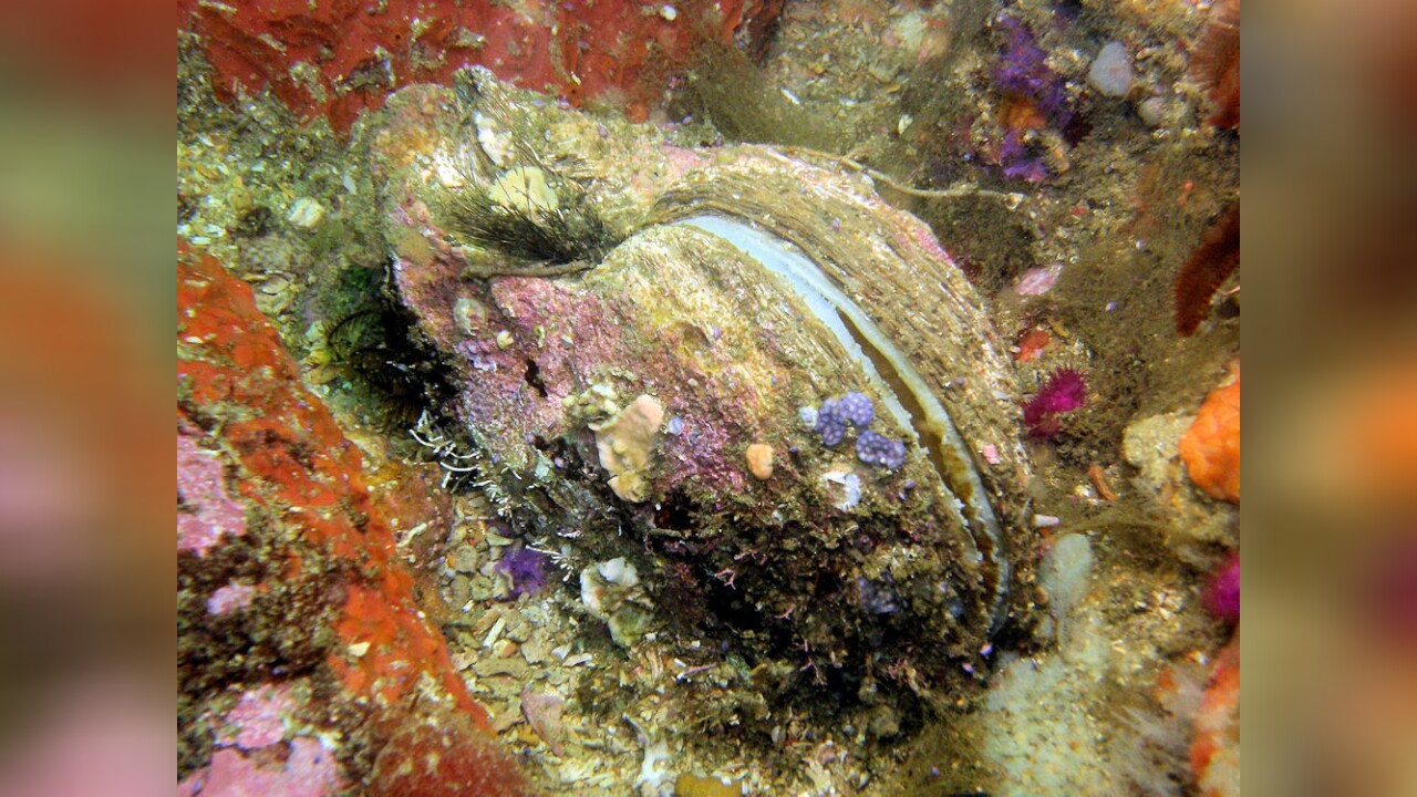 Pinctada capensis Cape Pearl Oyster