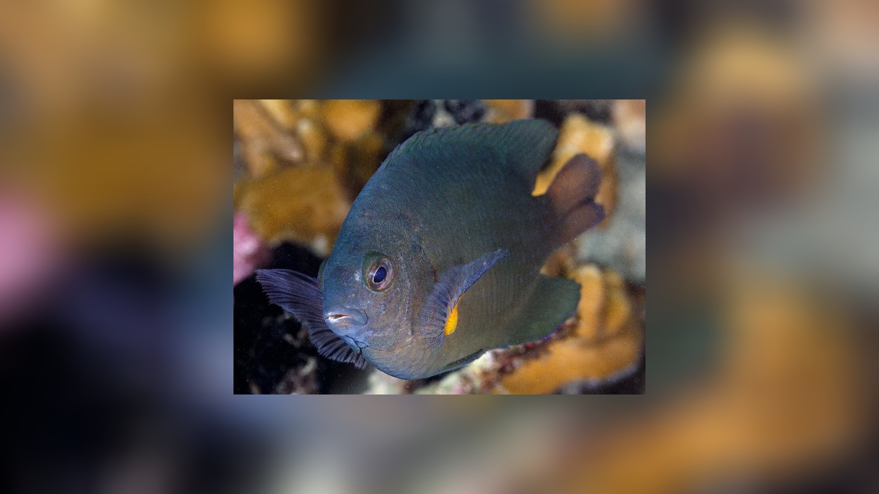 Neoglyphidodon crossi Cross`Damsel