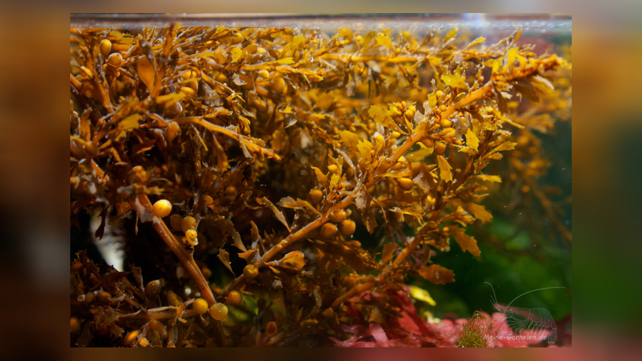 Sargassum muticum Japanese Sargasso Weed, Japanese Wireweed