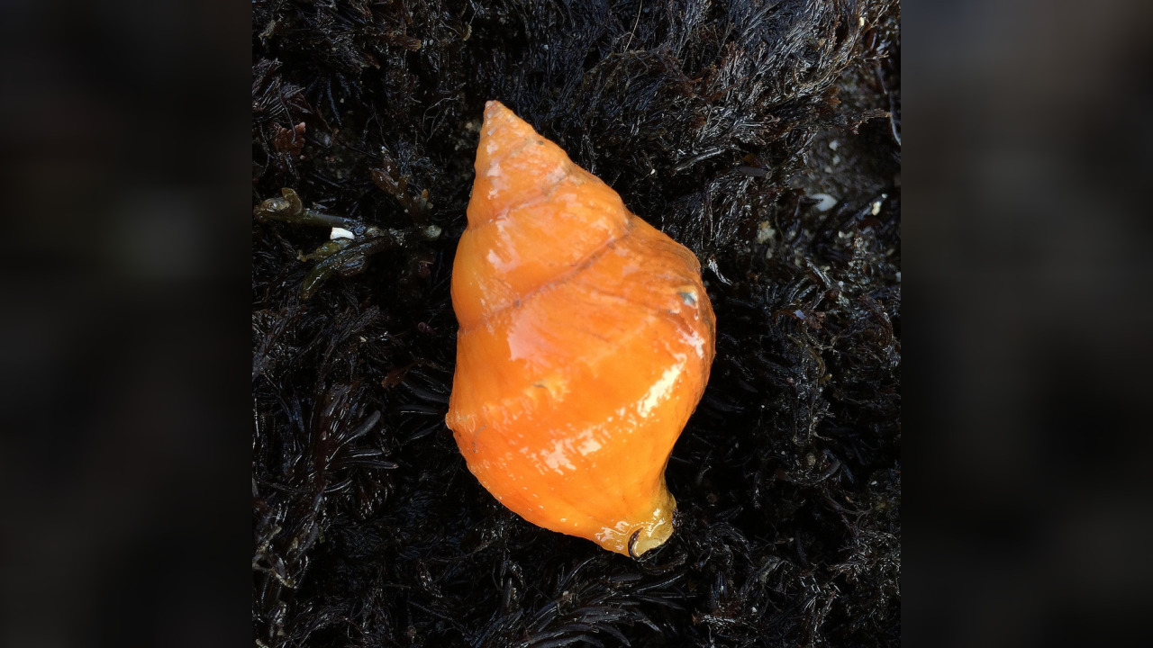 Nucella lamellosa Wrinkled Dogwinkle