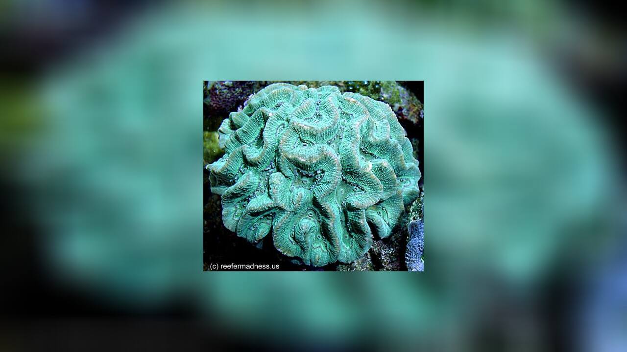 Oulophyllia crispa Großpolypige Steinkoralle