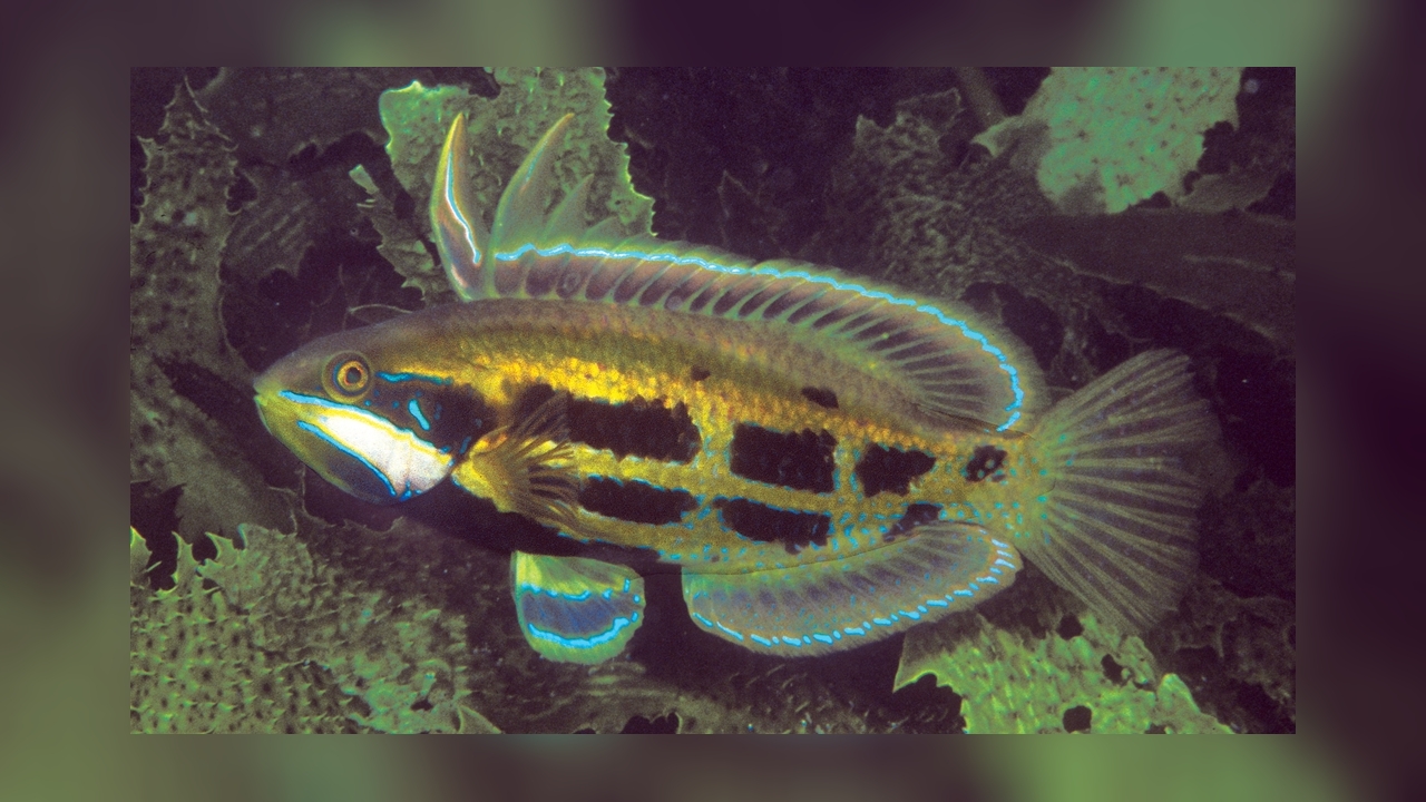 Odax acroptilus Rainbow cale, Rainbow Fish, Marine Rainbowfish