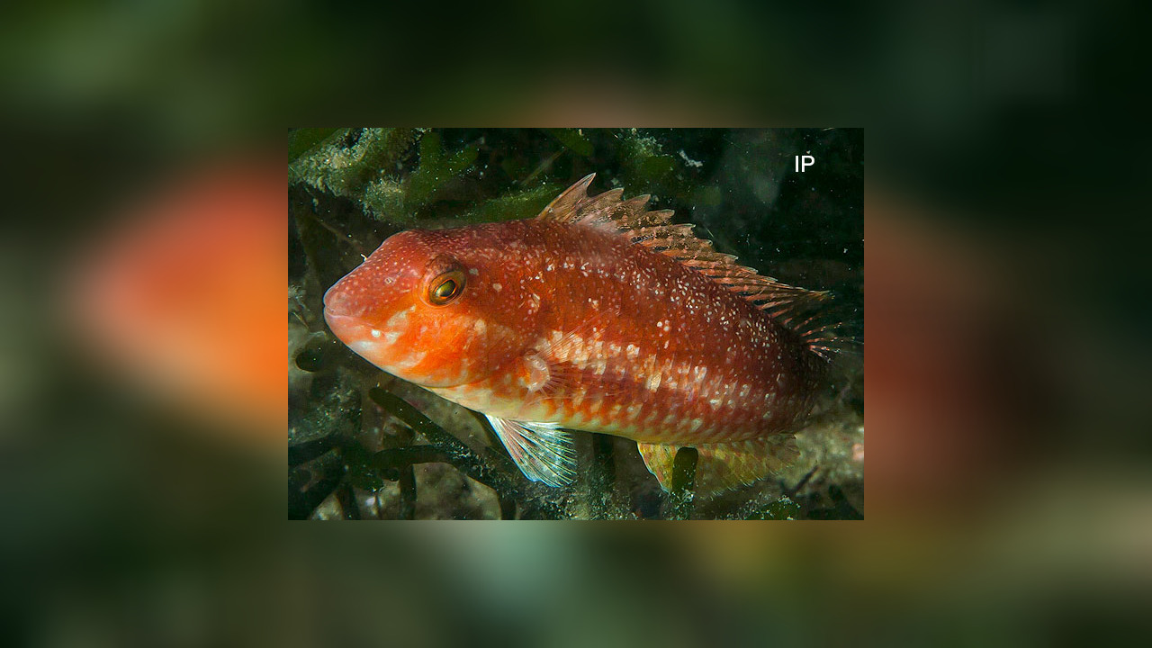 Nicholsina usta Emerald Parrotfish