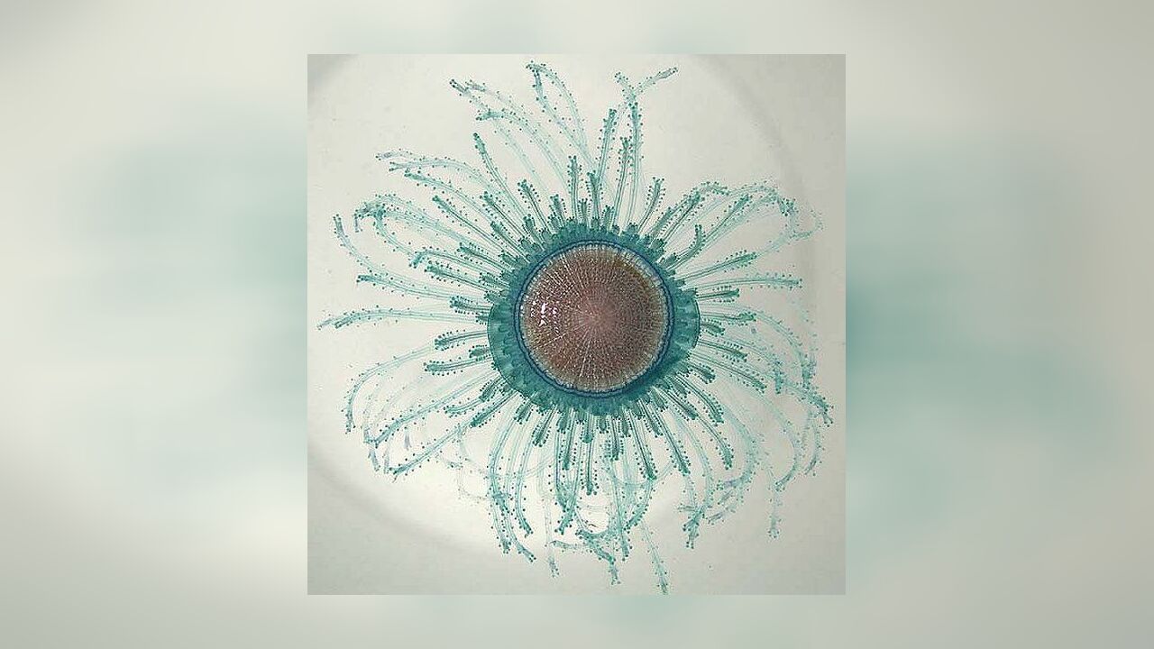 Porpita porpita Blue Button