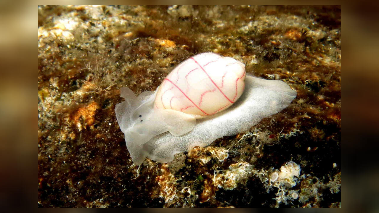 Bullina lineata Red-Lined Bubble Snail