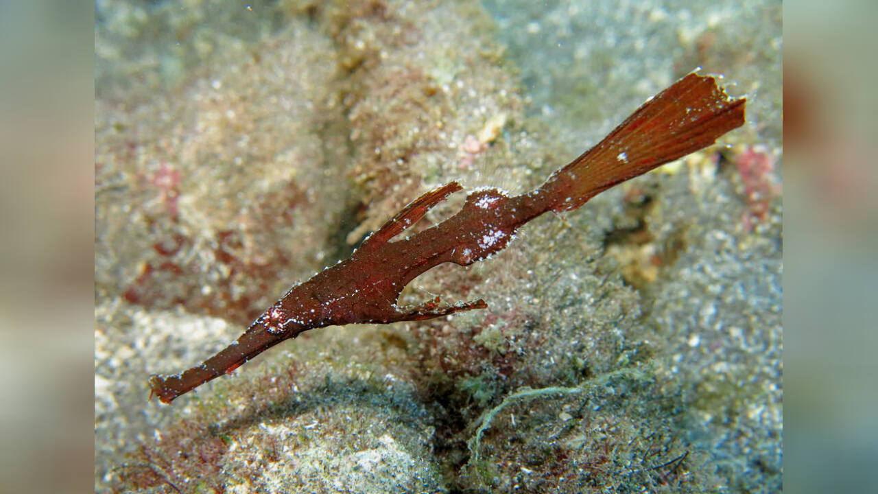 Solenostomus cyanopterus Robust Ghost Pipefish, Rough-snout Ghost ...