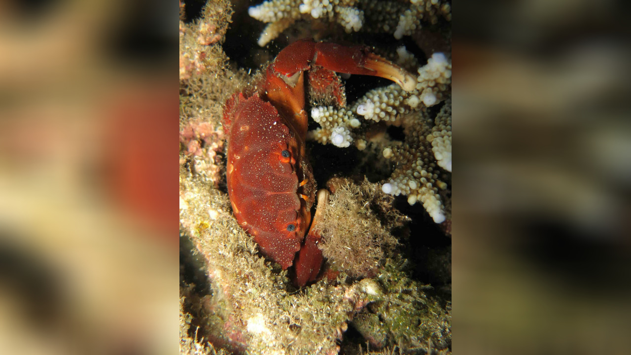 Etisus dentatus Many-toothed Spooner Crab, Round Crab