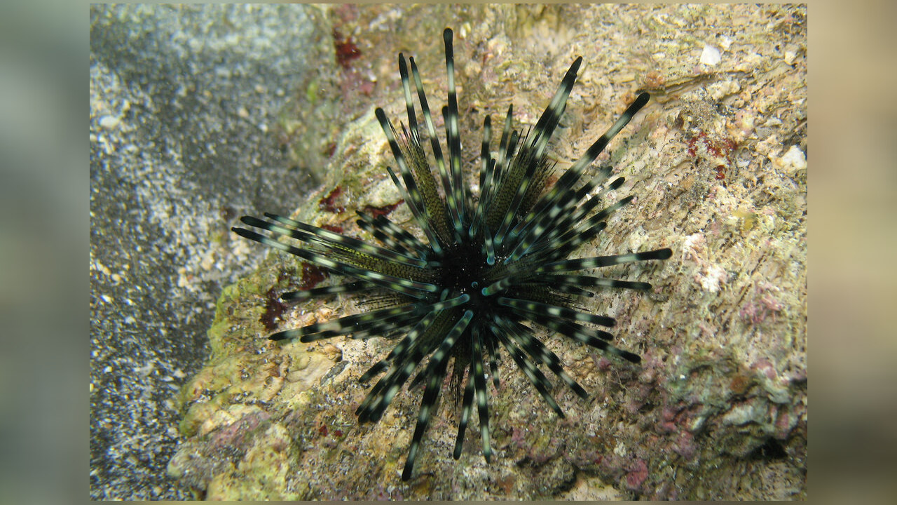 Echinothrix diadema Diadema Urchin