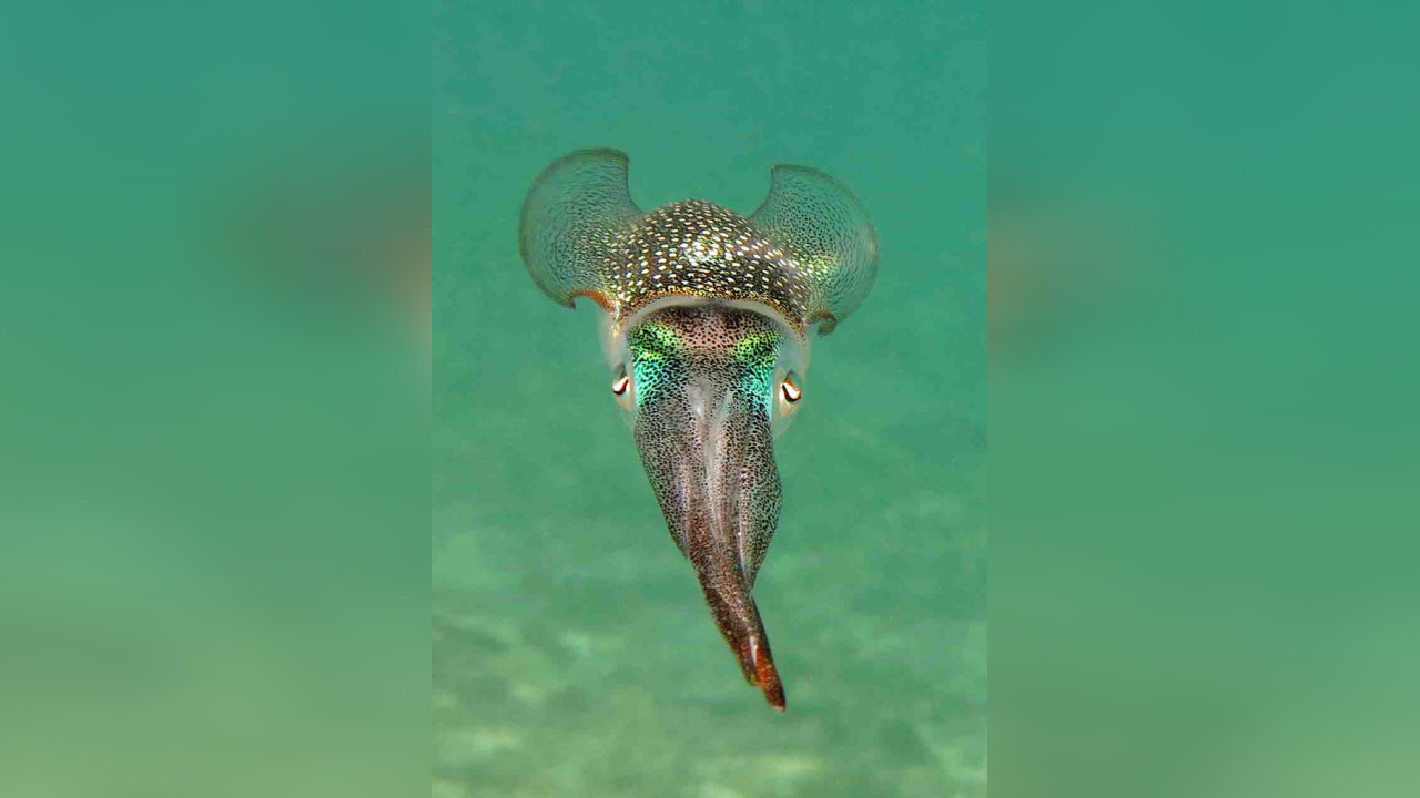 Sepioteuthis lessoniana Bigfin Reef Squid
