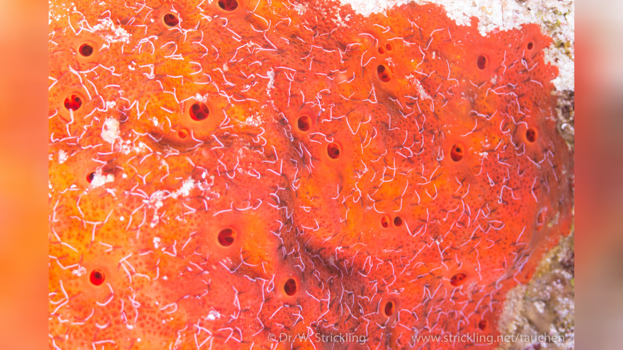Polydorella smurovi tube worm, spionid worm