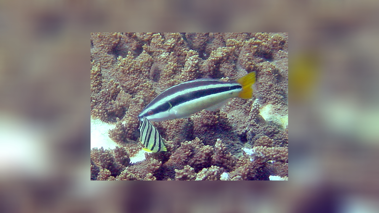 Diproctacanthus xanthurus Yellowtail tubelip, Cleaner wrasse, Wandering ...