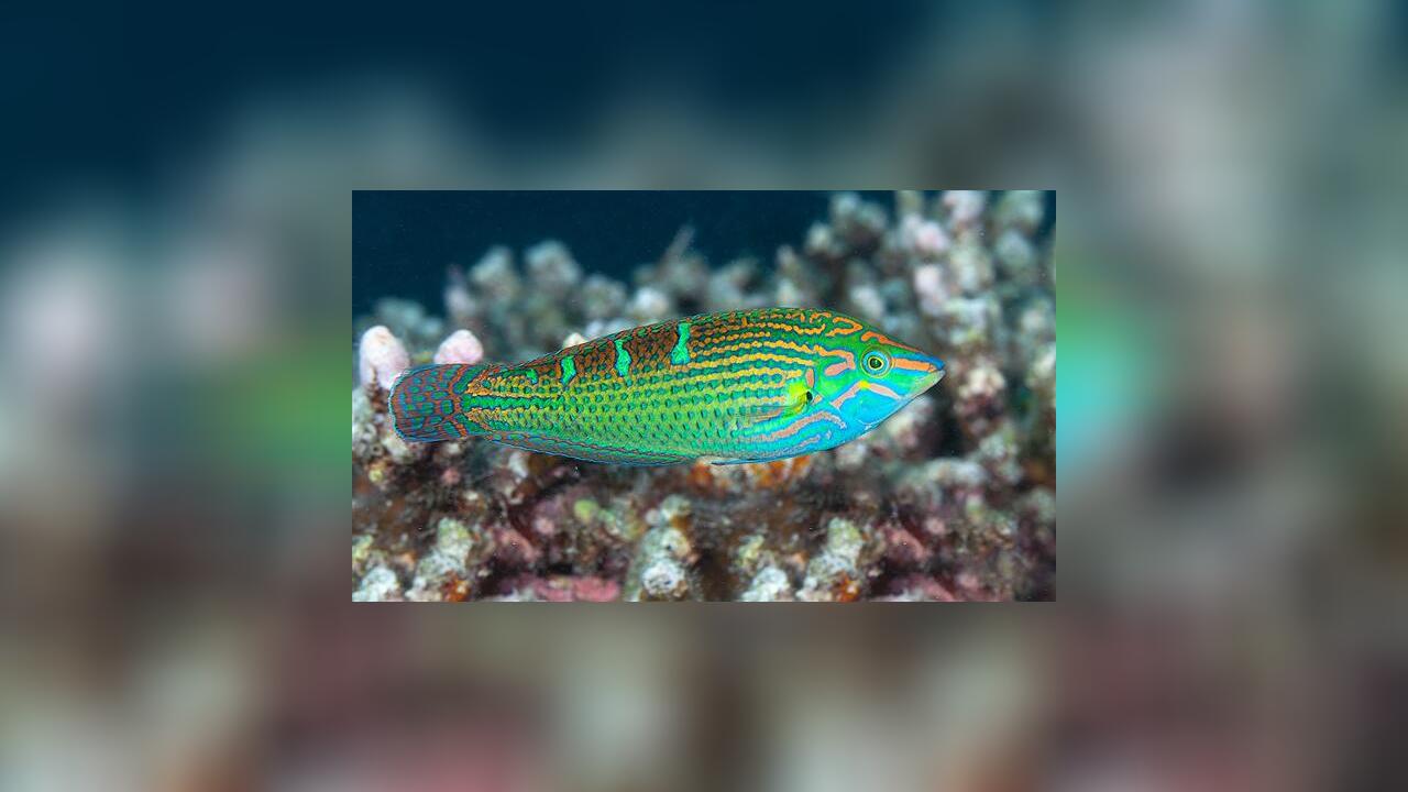 Halichoeres vrolikii Indian Ocean pinstriped wrasse