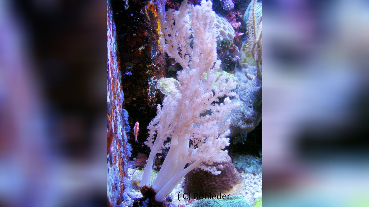Litophyton sp. 01 Weichkoralle