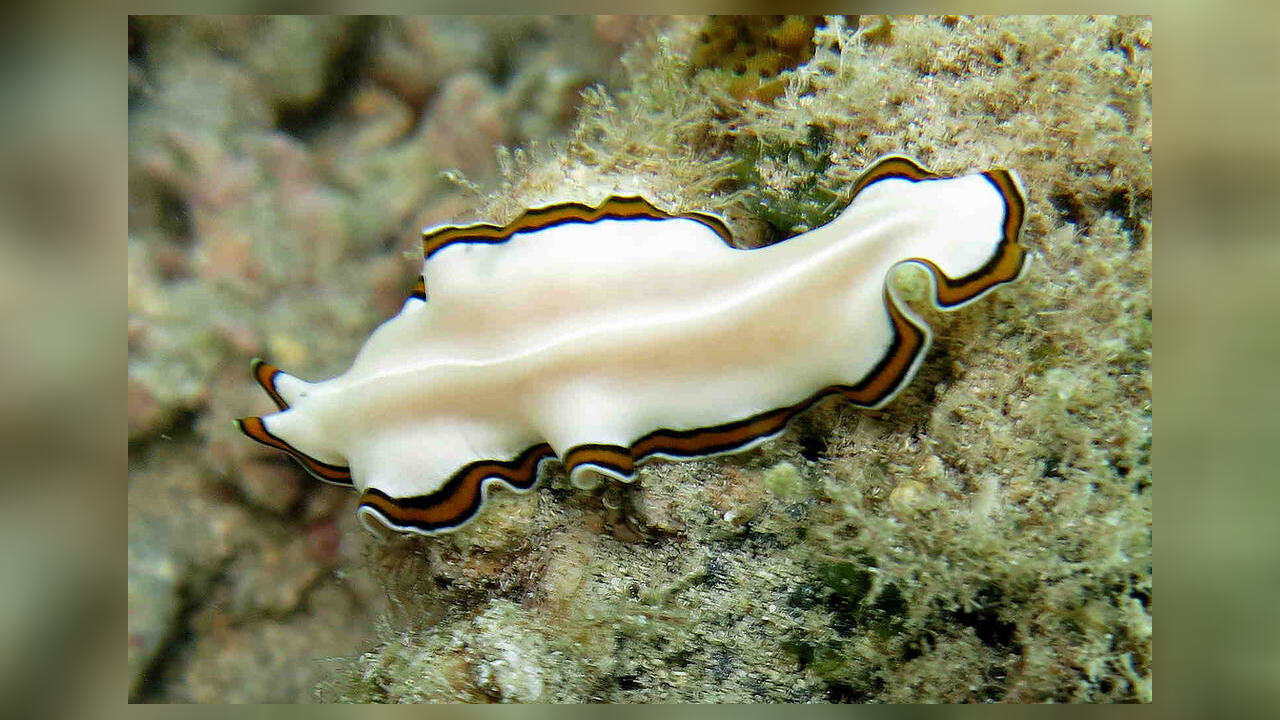 Smallhead sole, a type of Australian flatfish, have colourful patterns ...