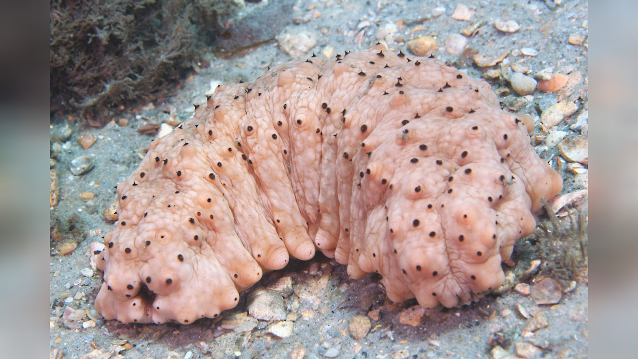 Isostichopus badionotus Three-rowed sea cucumber, chocolate chip sea ...