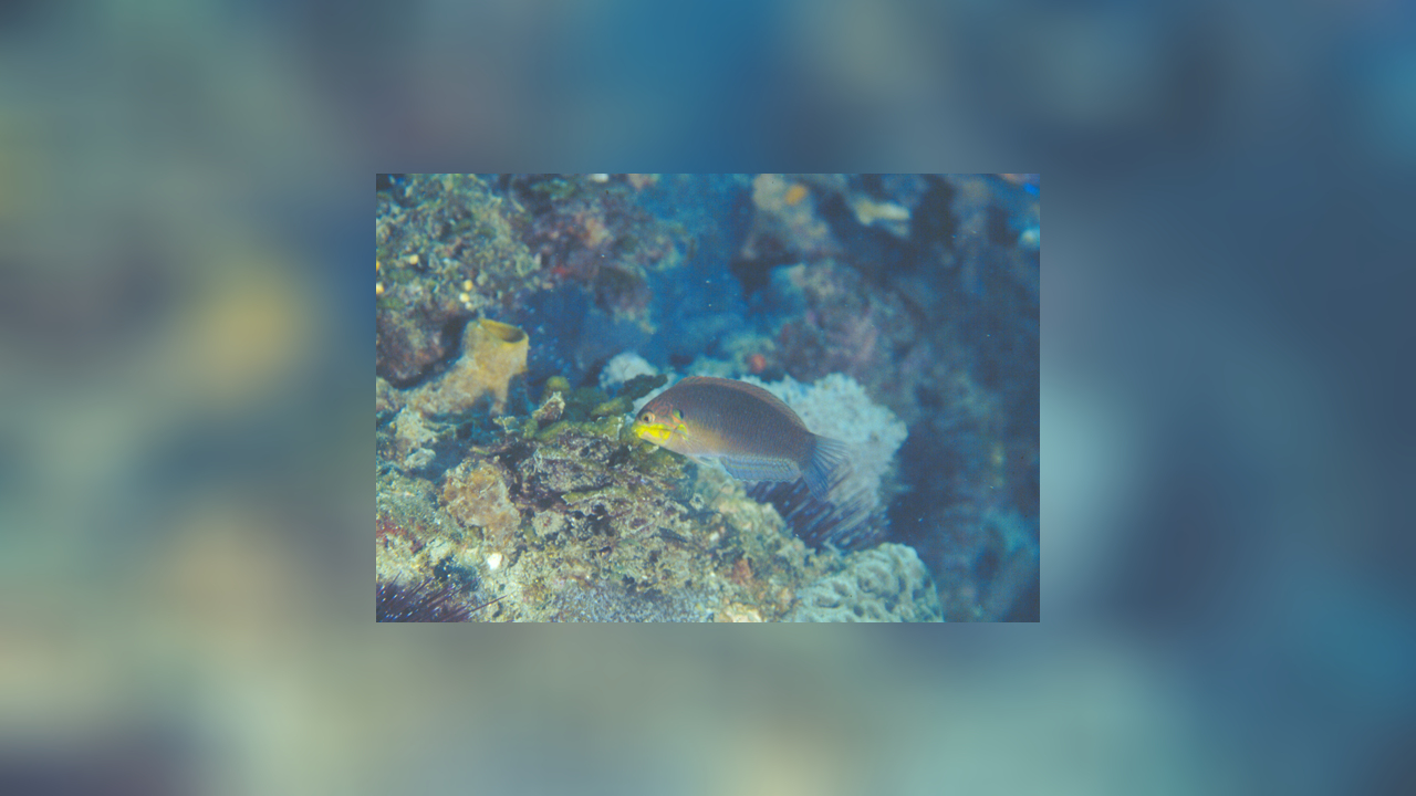 Macropharyngodon moyeri Moyers Leoparden-Junker