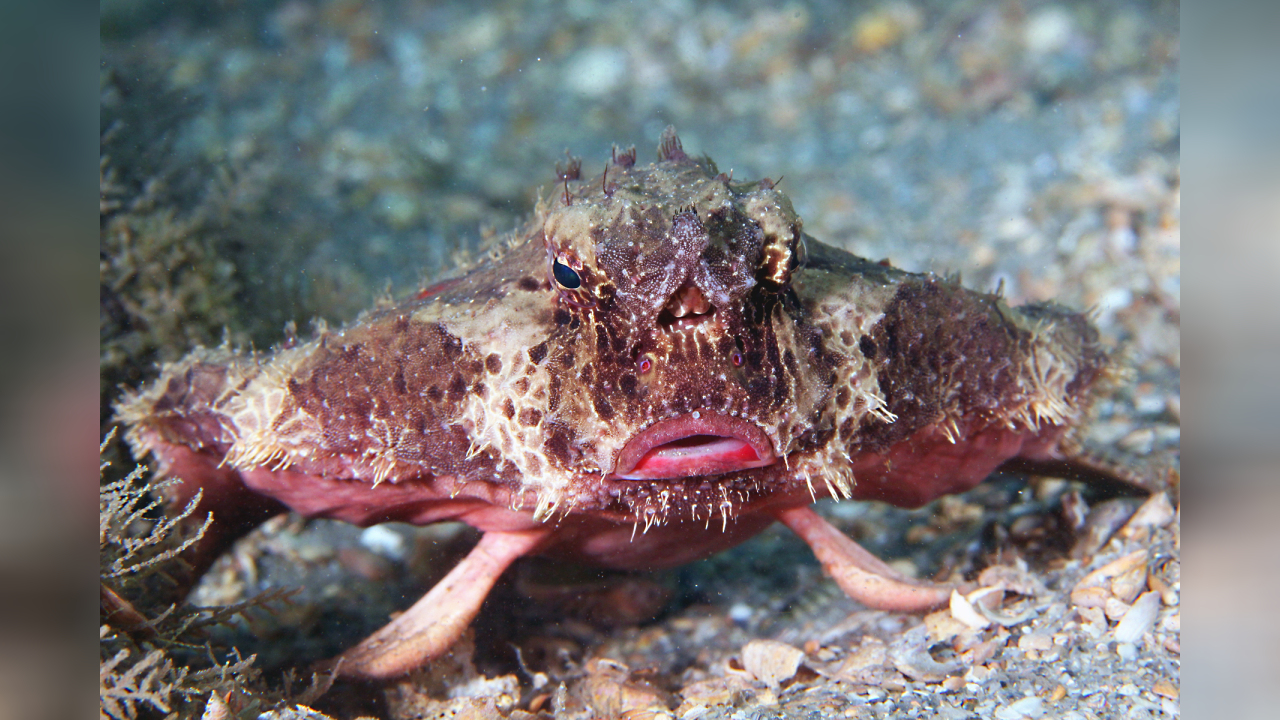Ogcocephalus radiatus Seefledermaus, Rotlippen-Seefledermaus