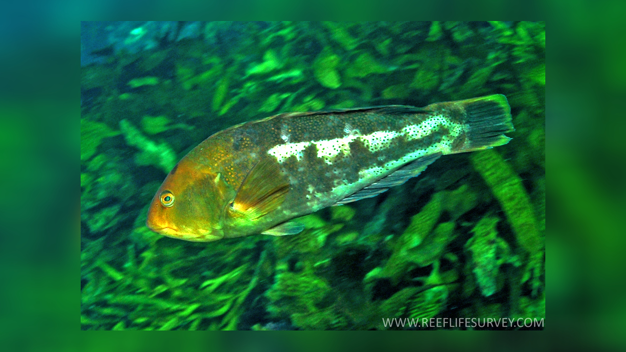 Notolabrus parilus Blue-spotted Parrotfish, Brown Spotted Wrasse, Brown ...