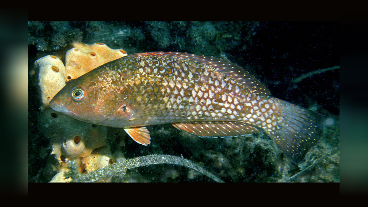 Notolabrus parilus Blue-spotted Parrotfish, Brown Spotted Wrasse, Brown ...