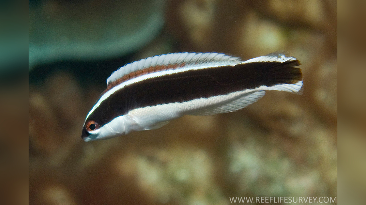 Coris picta Bananafish, Banana wrasse, Combfish, Comb wrasse