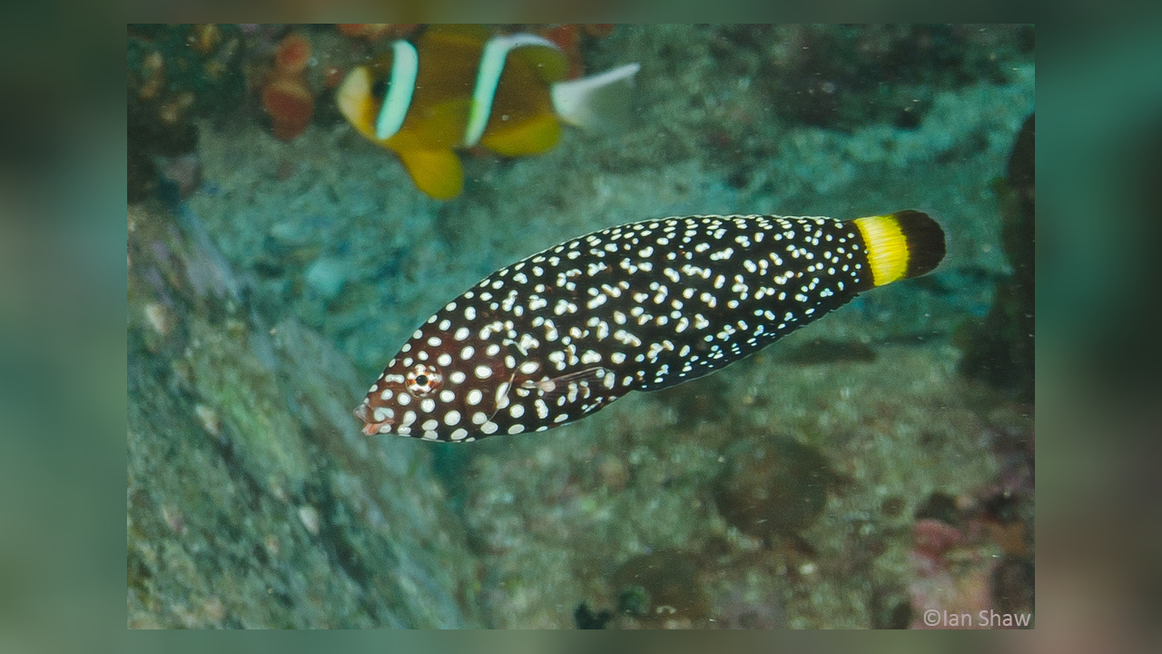 Anampses melanurus White-spotted wrasse, Blacktail Wrasse