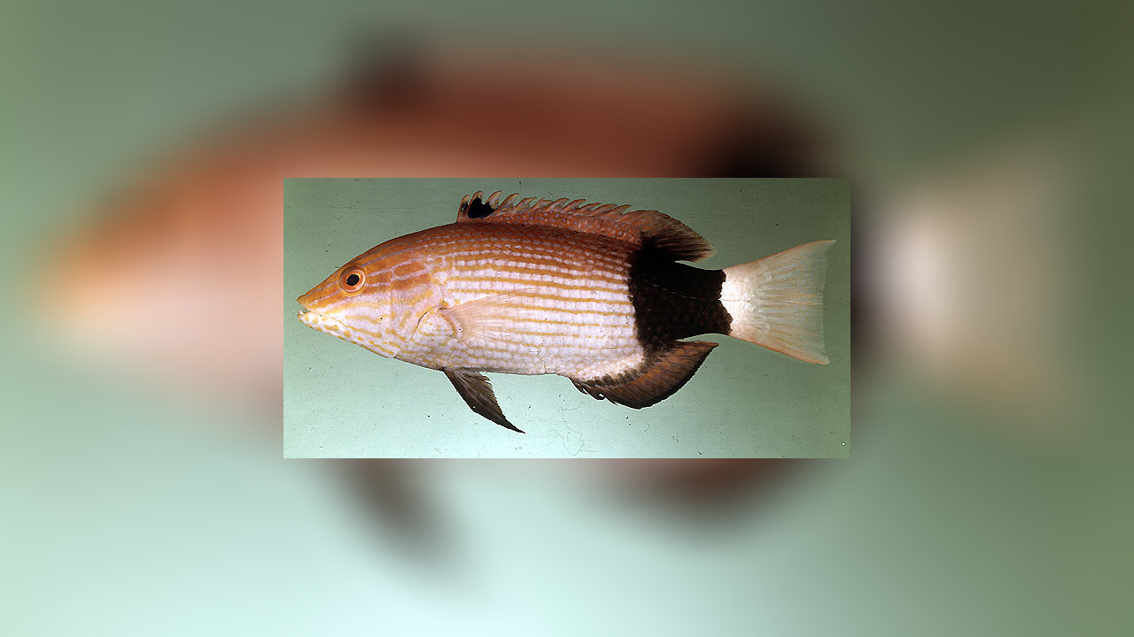 Bodianus macrourus Black-banded hogfish, Eclipse wrasse, Mauritius ...