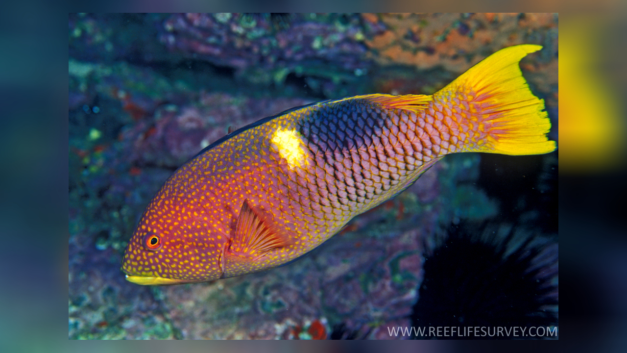 Bodianus perditio Goldenspot Hogfish, Golden-spot Pigfish, Golden-spot ...