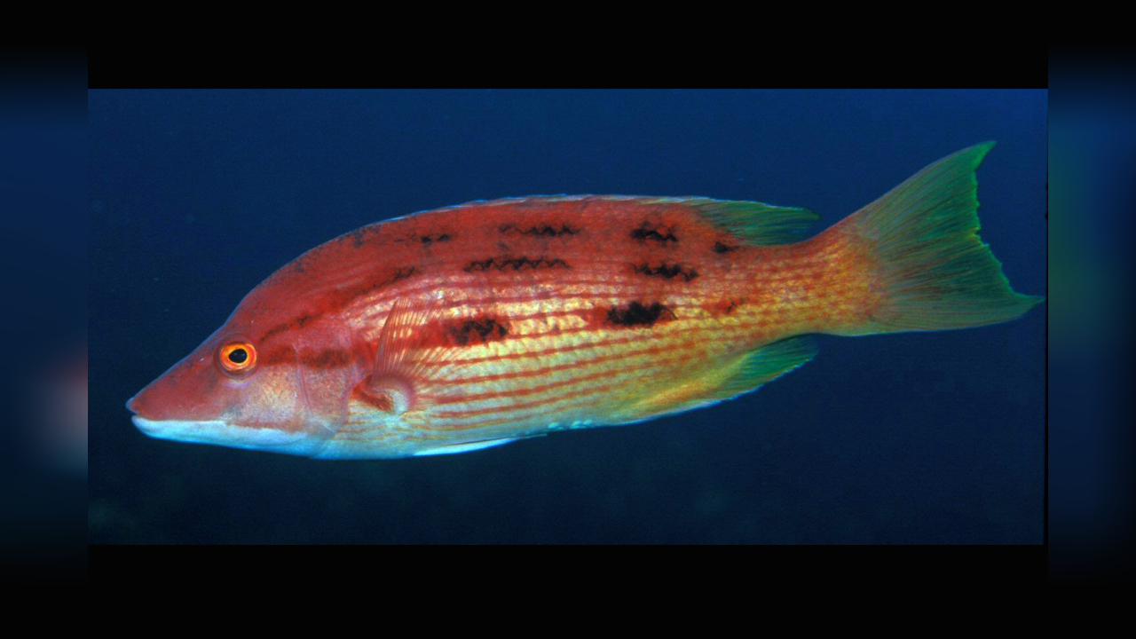Bodianus unimaculatus Banded Pig-fish, Black-spot Pigfish, Black-spot ...