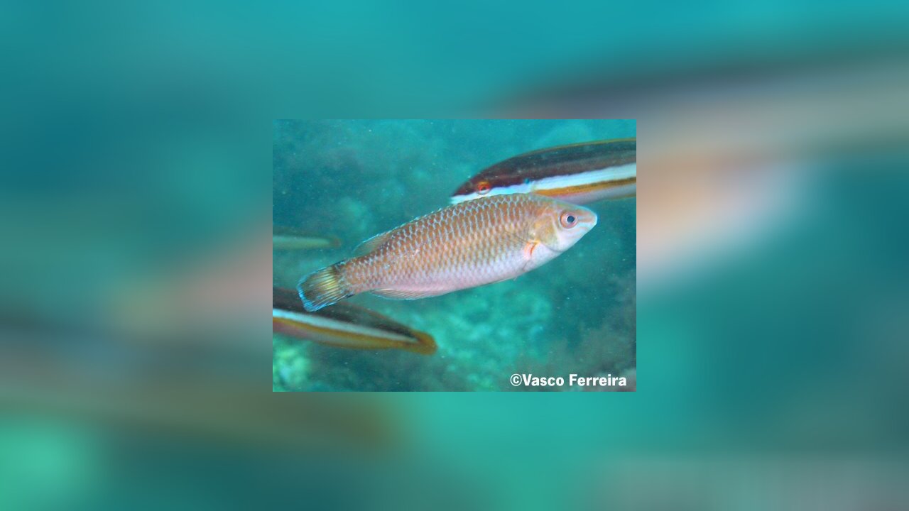 Centrolabrus exoletus Rock-cook, Rock Cook, Small-mouthed wrasse