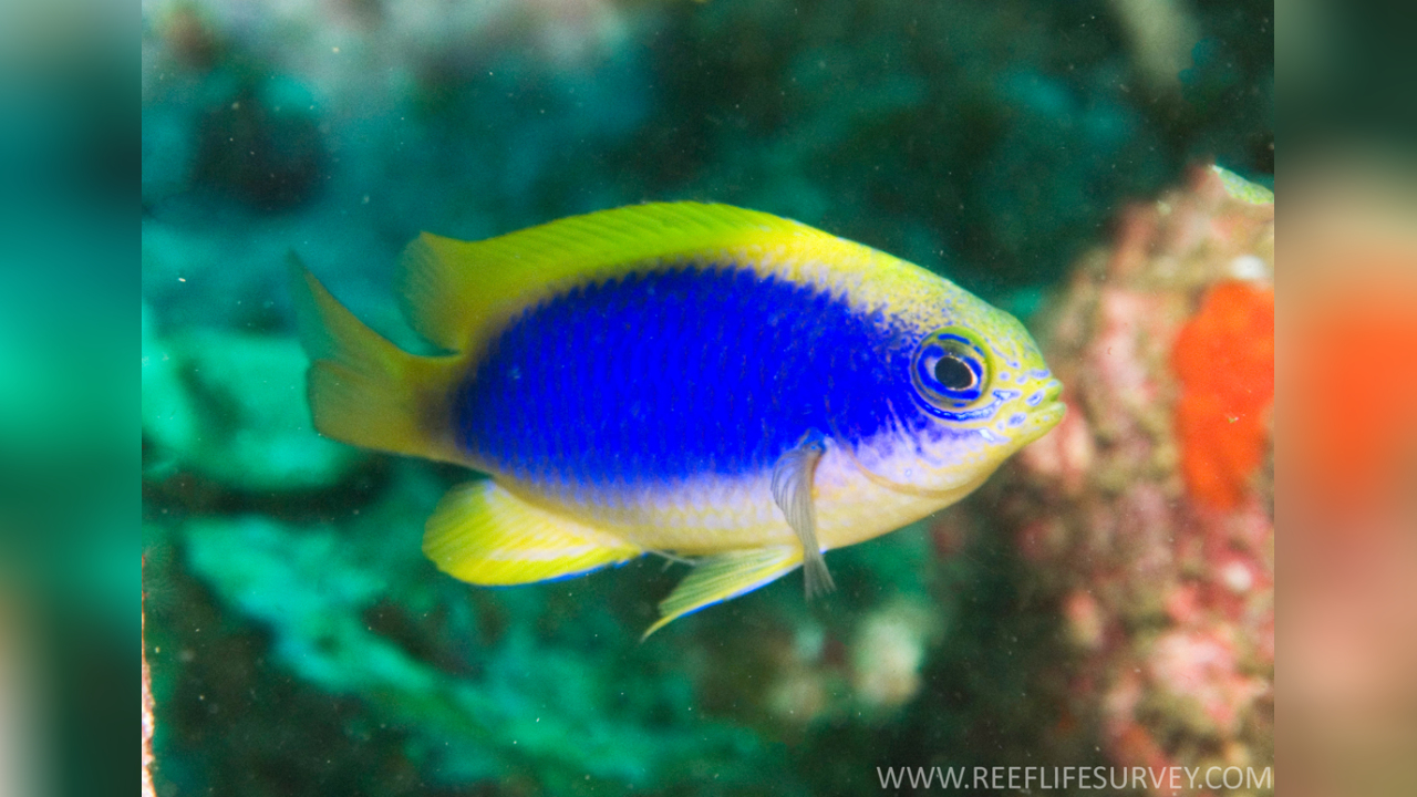 Chrysiptera flavipinnis Yellowfin Damsel, Yellowfin Damselfish, Yellow ...