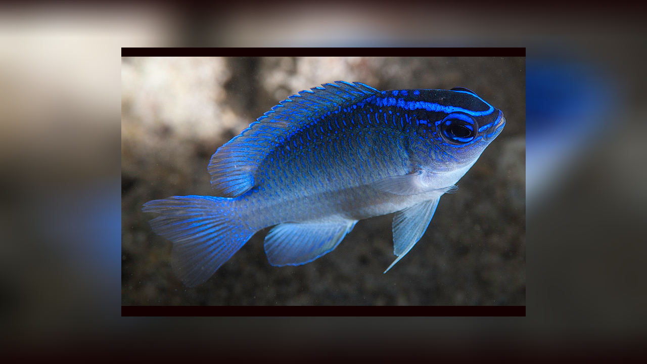 Chrysiptera glauca Grey Damsel, Mamo, Pale-blue Damsel, Sombre Damsel-fish