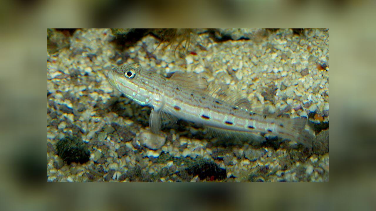 Valenciennea longipinnis Long-finned goby