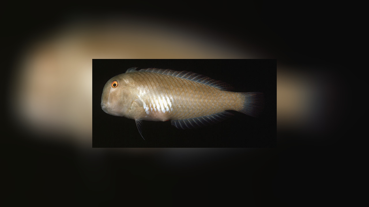 Iniistius bimaculatus Two-spot razorfish