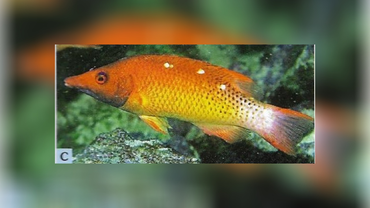 Bodianus prognathus Long-nose Hogfisch