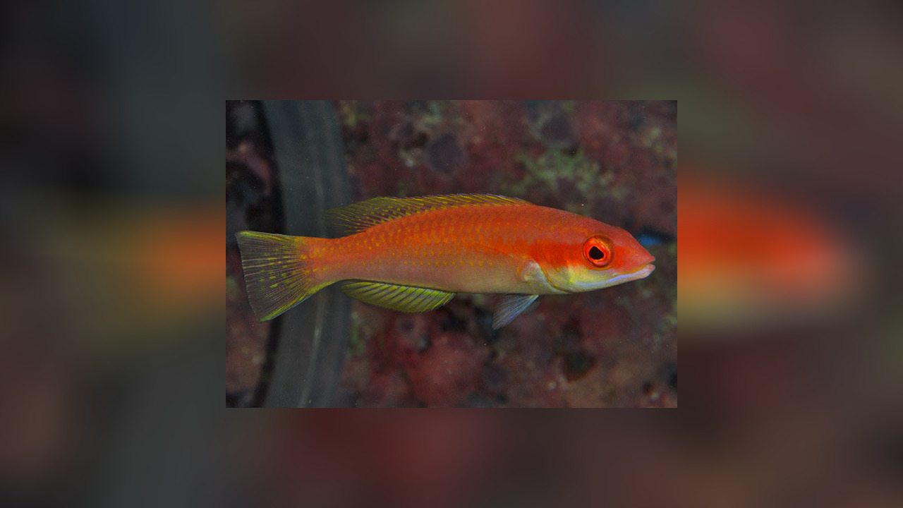 Decodon puellaris Red Hogfish