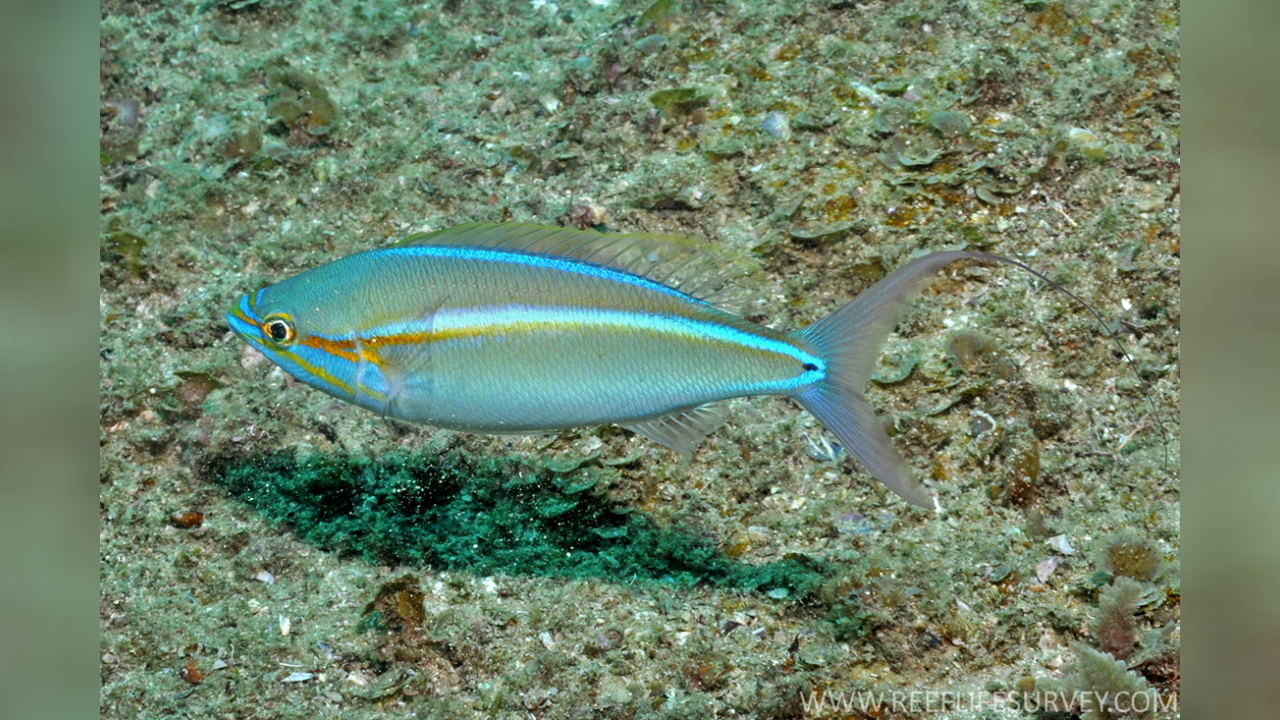 Pentapodus paradiseus Blue-banded Whiptail, Blue-faced Whiptail ...