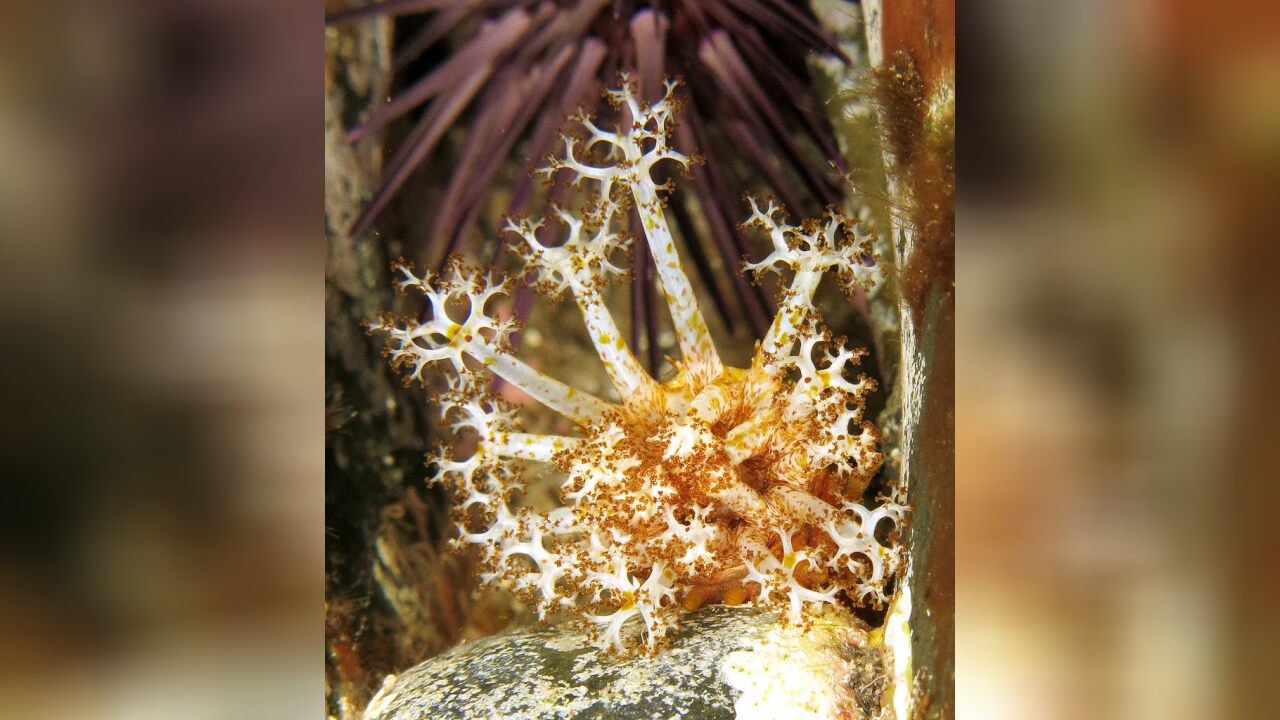 Holothuria (Semperothuria) cinerascens Ashy Sea Cucumber